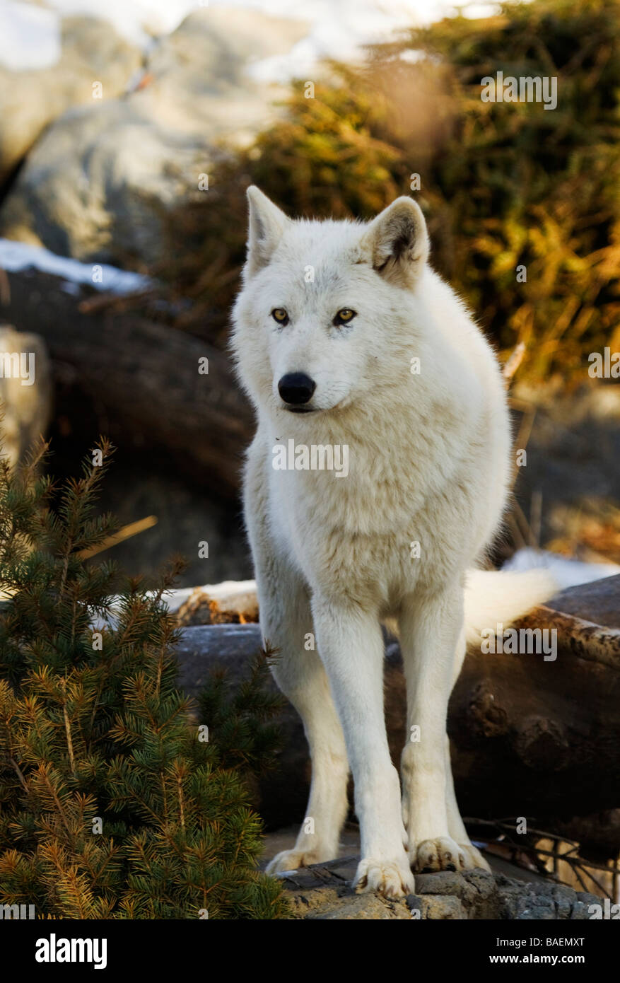 A white grey wolf at the Calgary Zoo Stock Photo - Alamy