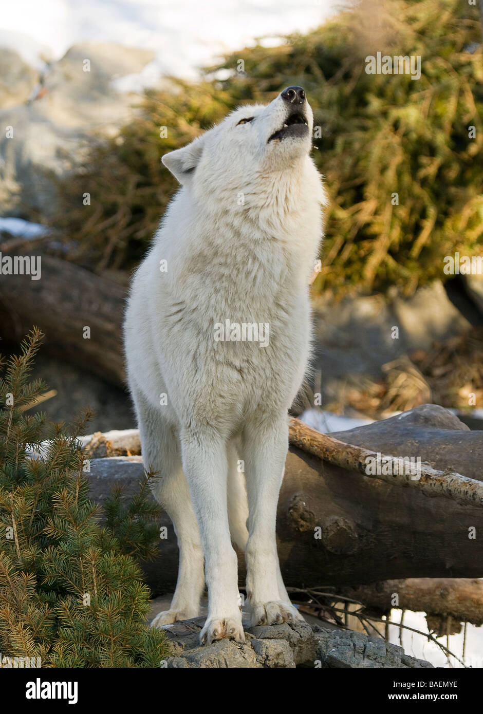 A white grey wolf at the Calgary Zoo Stock Photo - Alamy