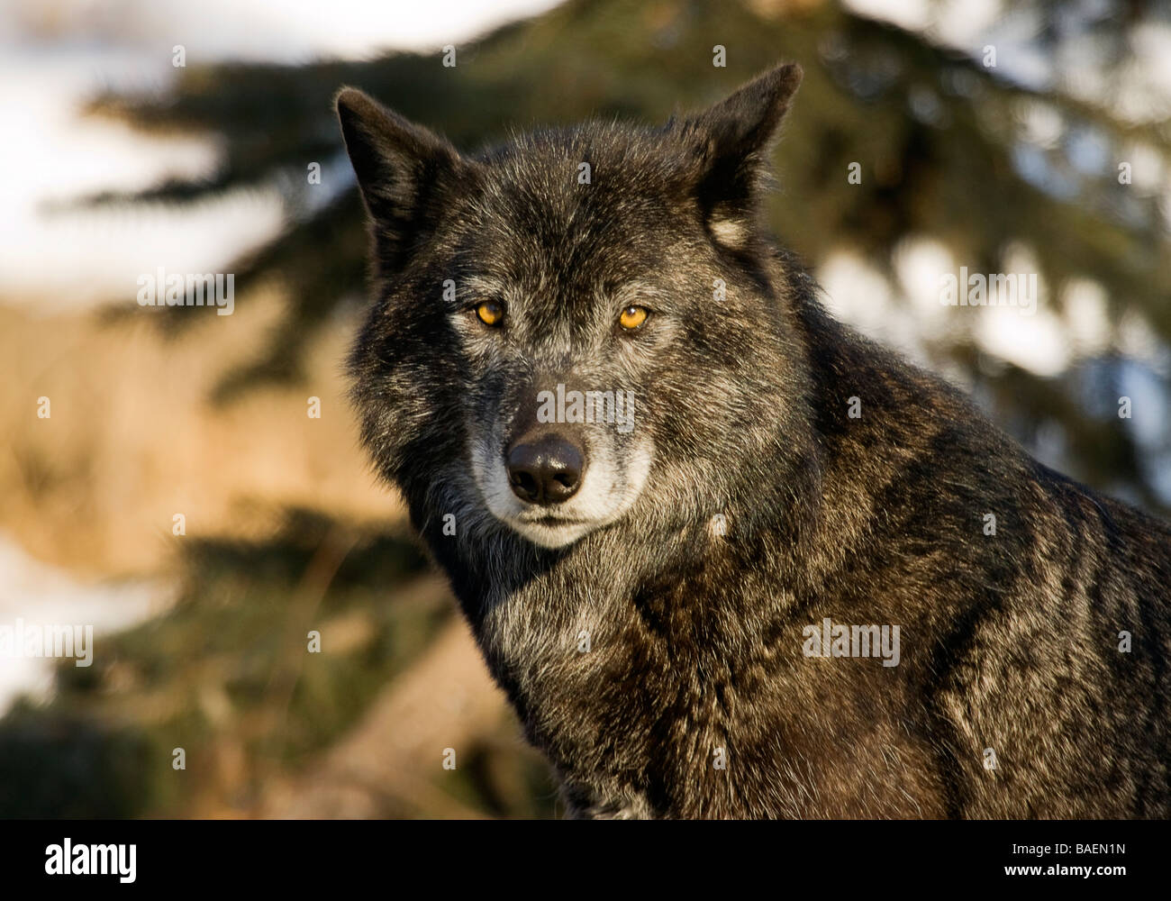 Wolf in profile hi-res stock photography and images - Alamy