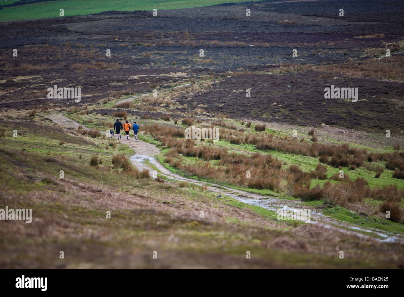 Joggers and Runners on Scarth Wood Moor North York Moors England Stock ...