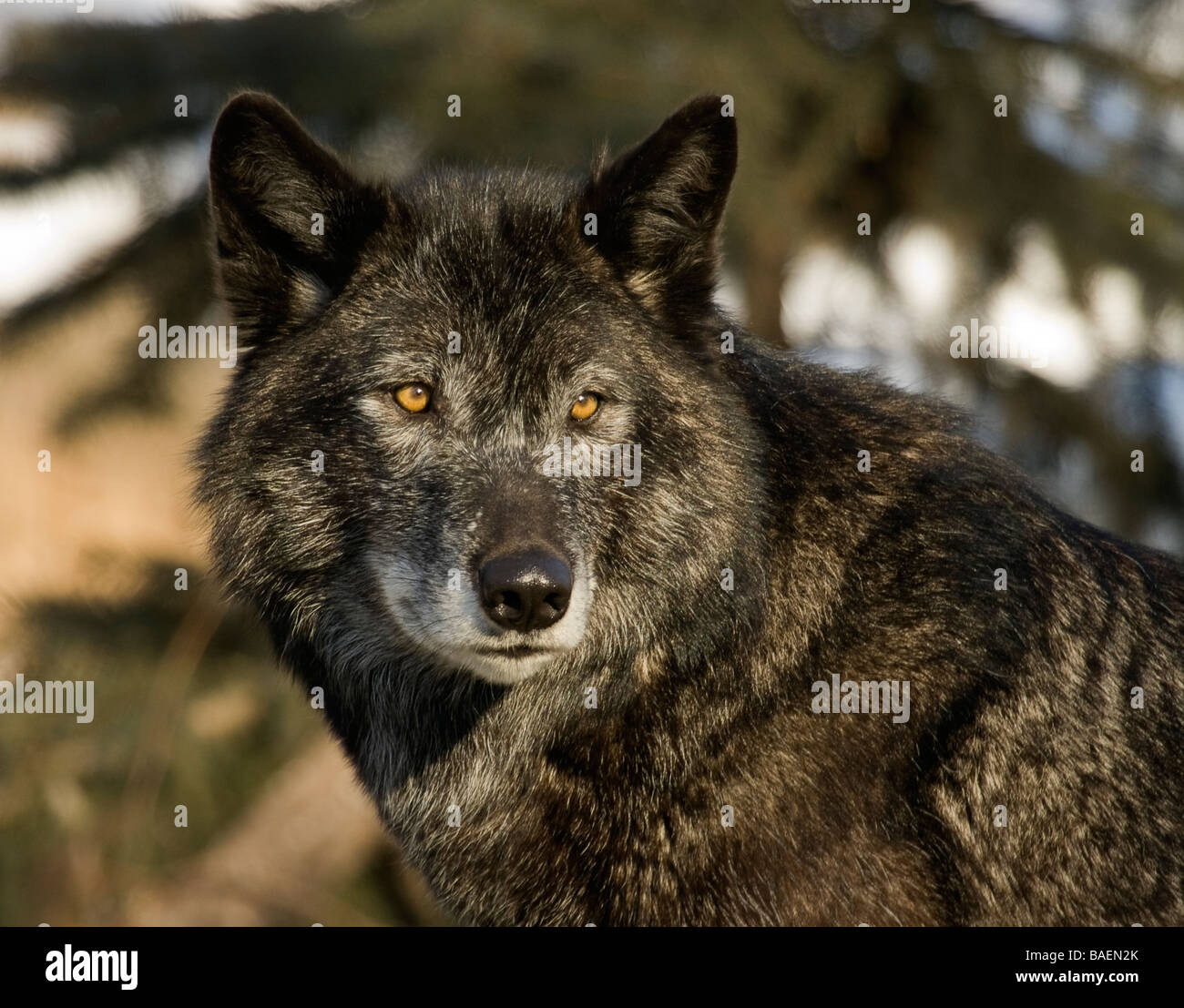 A grey wolf in profile at the Calgary Zoo Stock Photo - Alamy