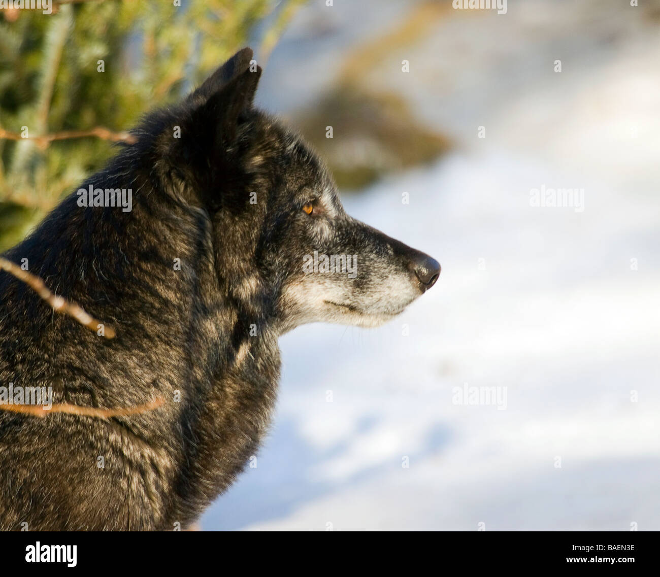 A grey wolf in profile at the Calgary Zoo Stock Photo - Alamy
