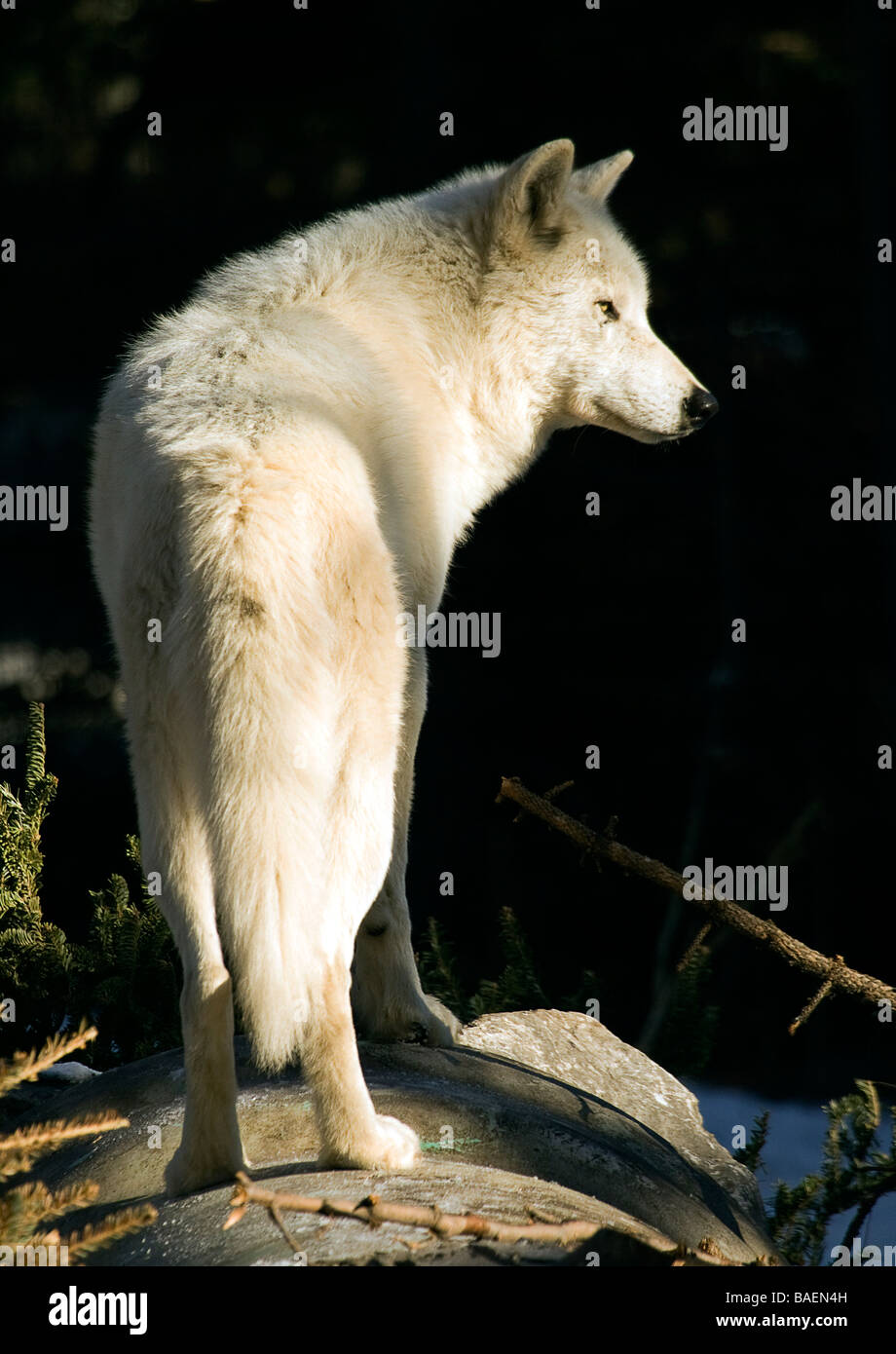 A white grey wolf at the Calgary Zoo Stock Photo - Alamy