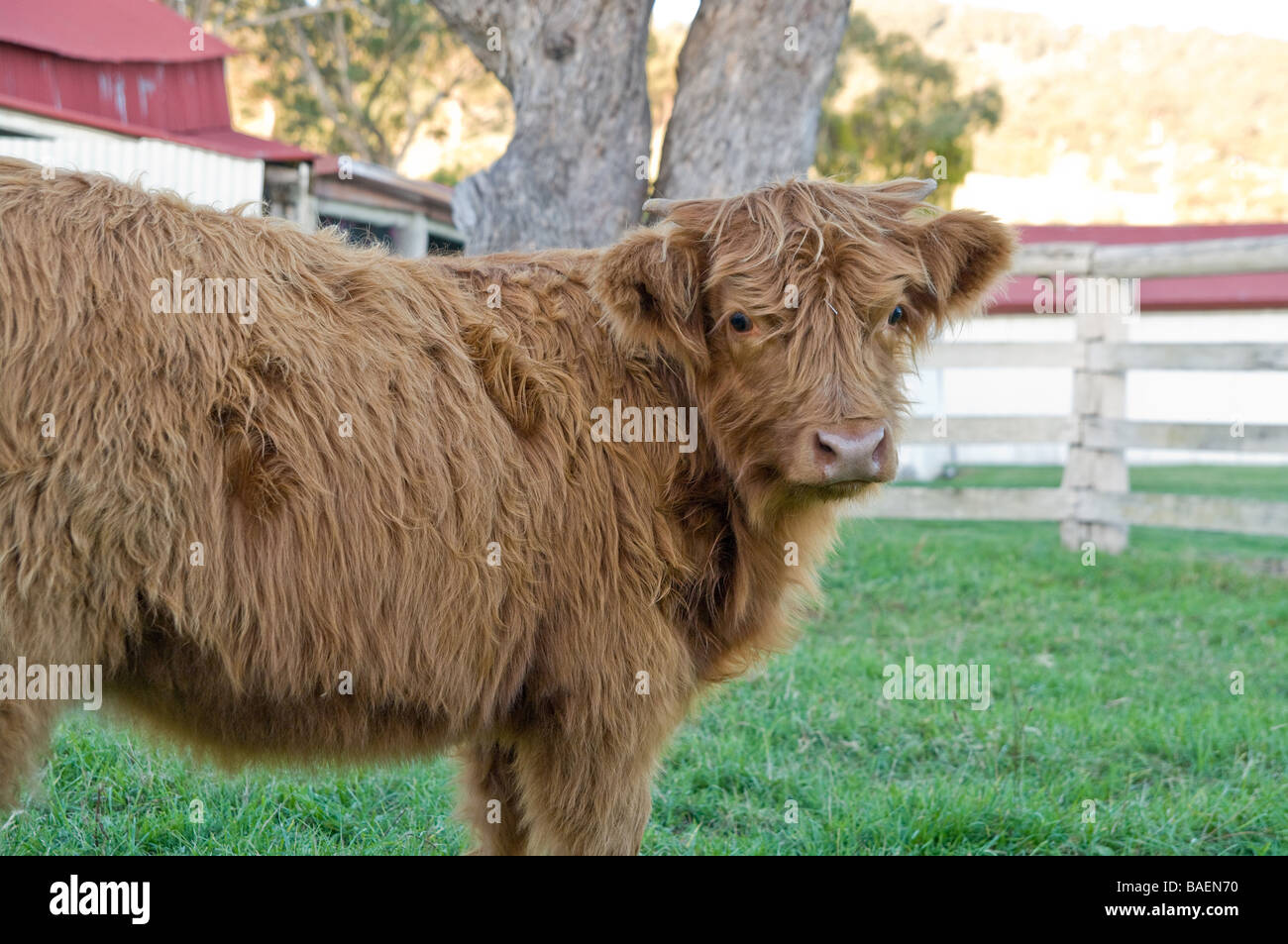 Pedigree cow hi-res stock photography and images - Alamy