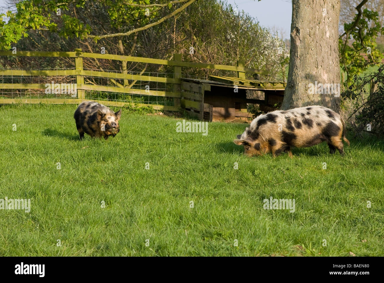 Gloucester Old Spot pigs Stock Photo - Alamy
