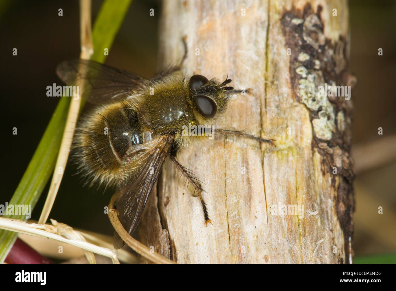 Tachinidae hi-res stock photography and images - Alamy