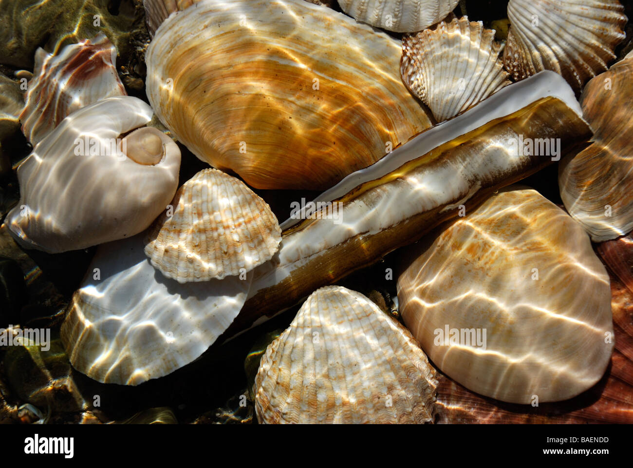 Underwater shells with sunlight reflection Stock Photo - Alamy