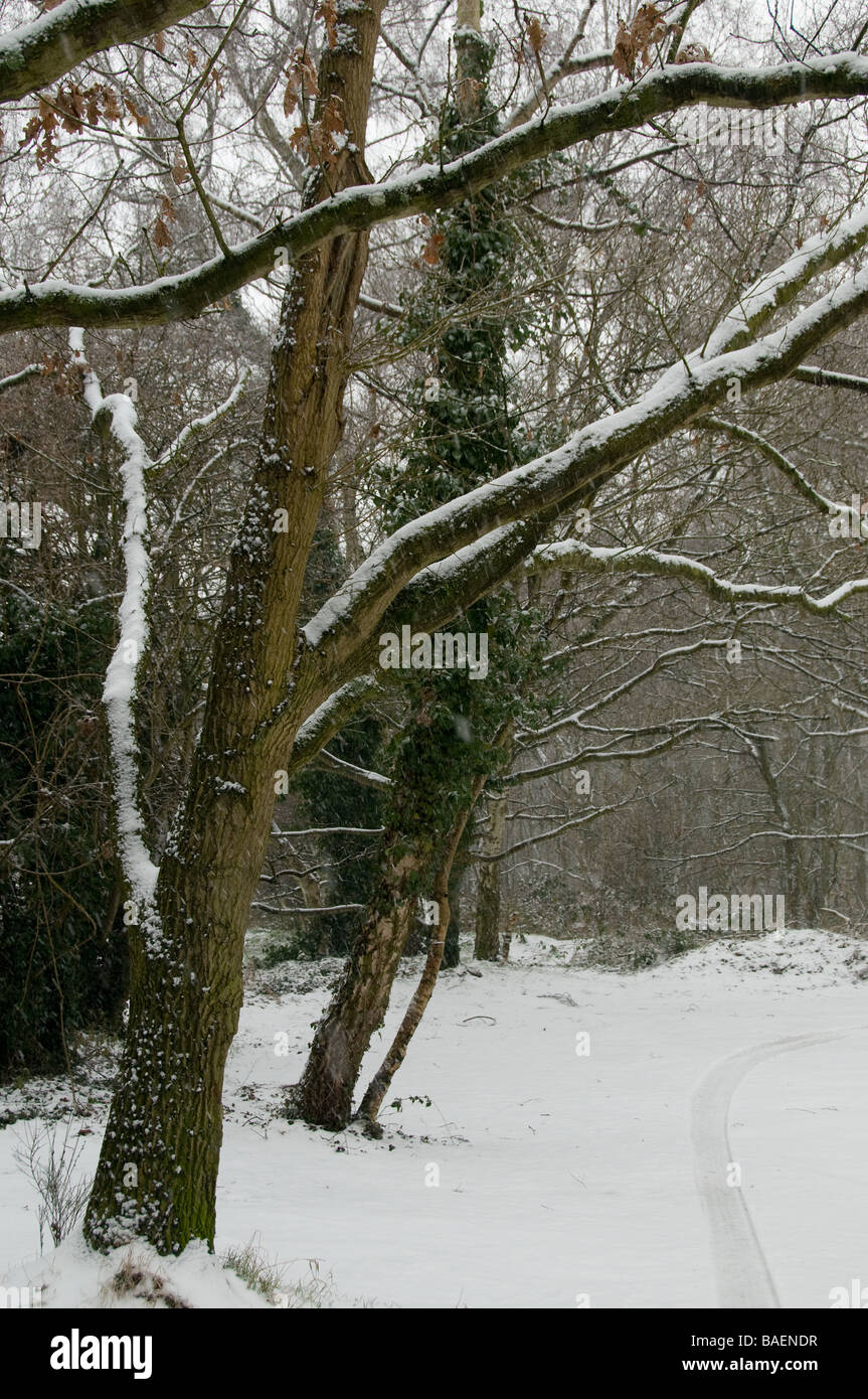 Wooded forest hi-res stock photography and images - Alamy