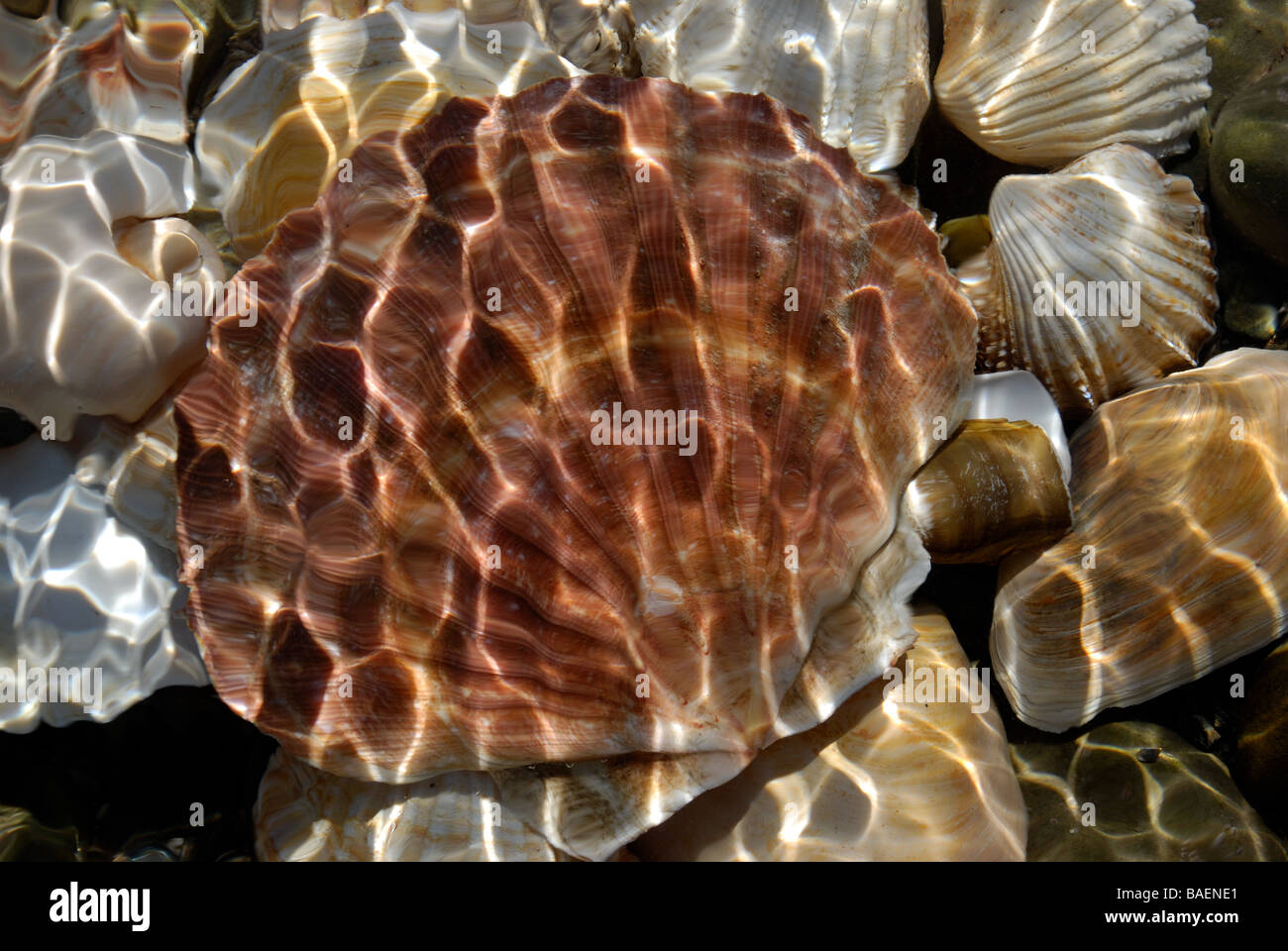 Underwater shells with sunlight reflection Stock Photo - Alamy