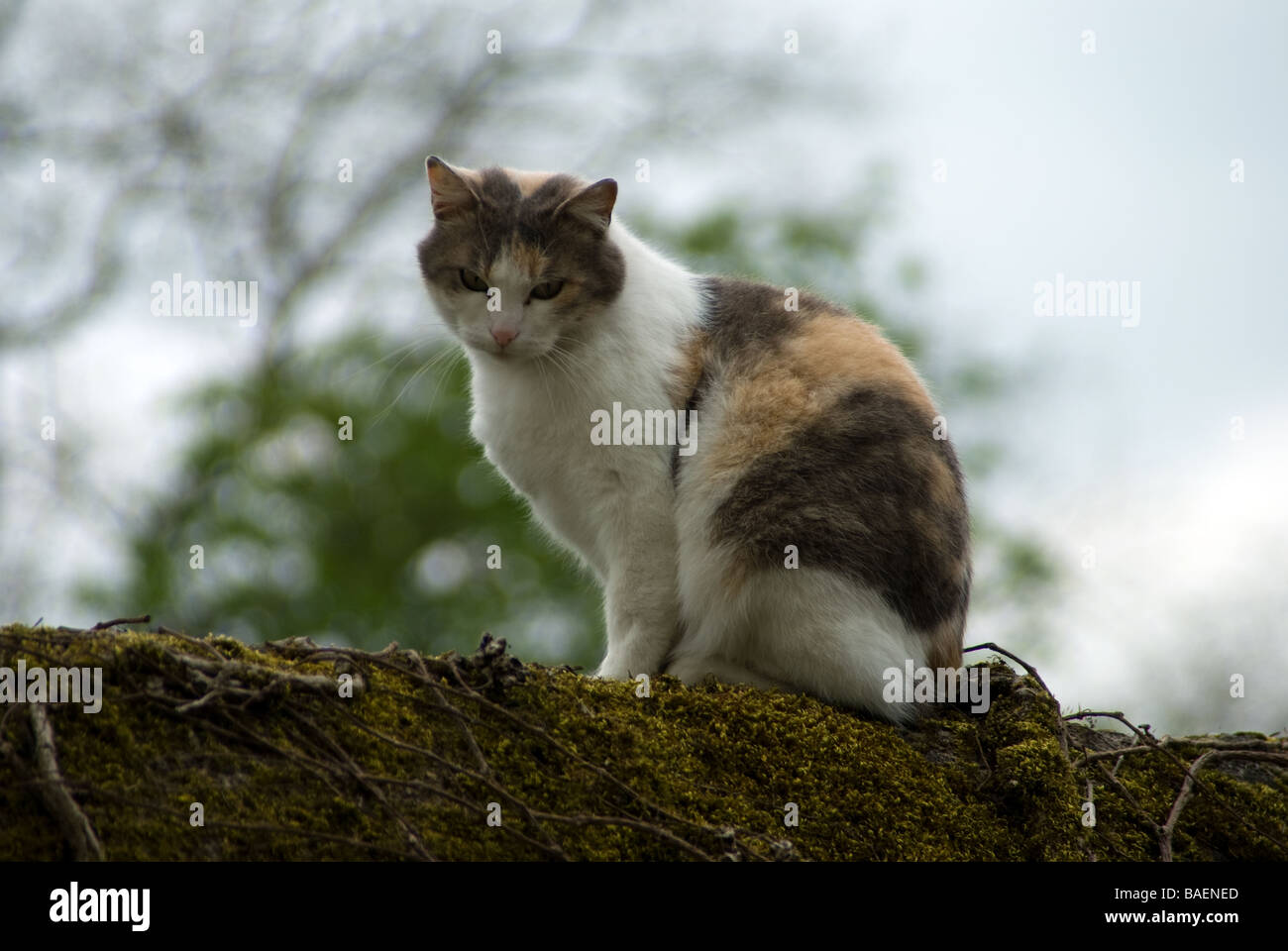 Pretty cat sitting on a moss covered wall in France Stock Photo - Alamy