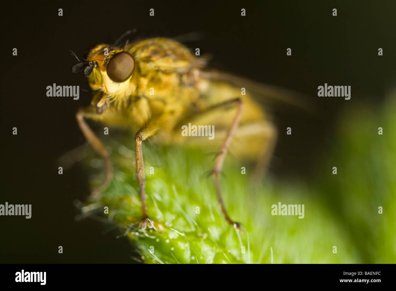 Scathophaga sp hi-res stock photography and images - Alamy