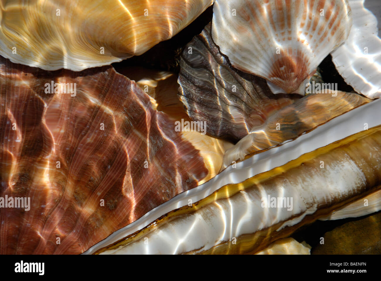 Underwater shells with sunlight reflection Stock Photo - Alamy
