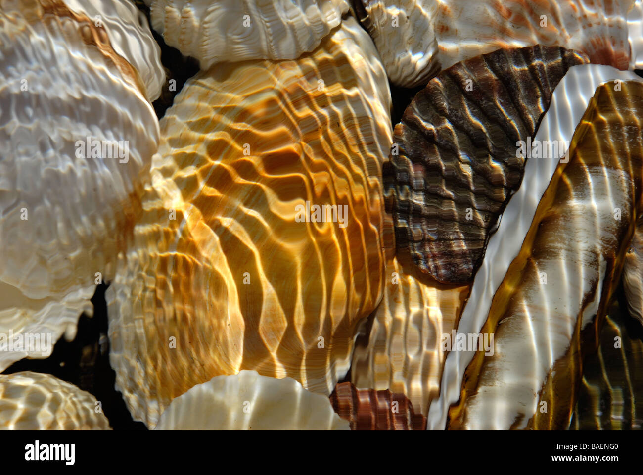 Underwater shells with sunlight reflection Stock Photo - Alamy
