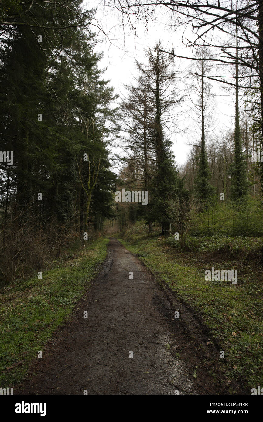 River Camel, Dunmere, Bodmin, Cornwall Stock Photo - Alamy