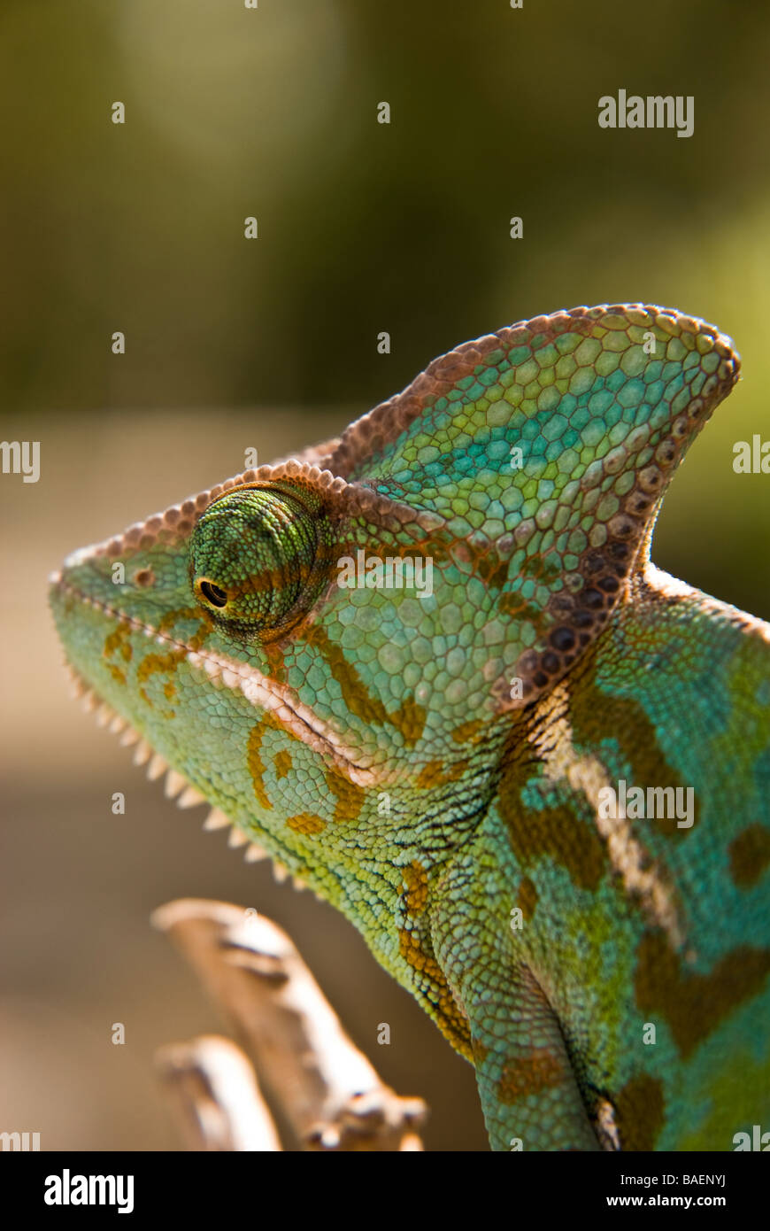 Chameleon front face hi-res stock photography and images - Alamy