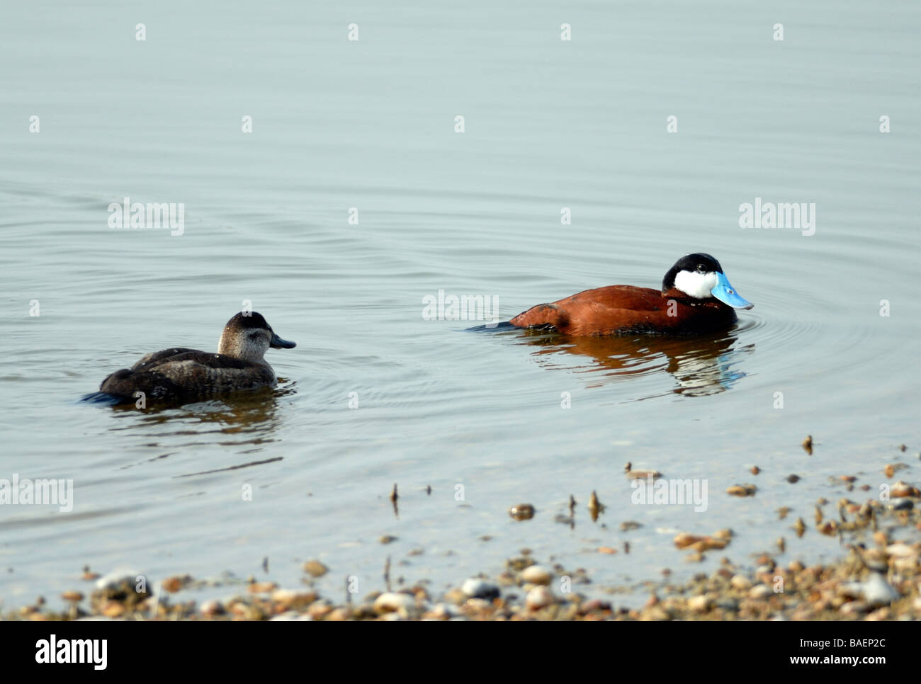 Oxyura jamaicensis hi-res stock photography and images - Alamy