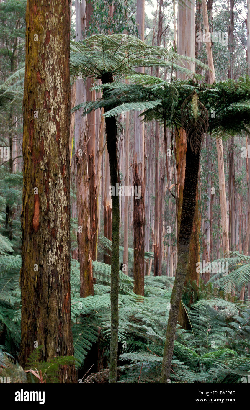 Mountain Ash Forest and Rough Tree Ferns Yarra Ranges National Park ...