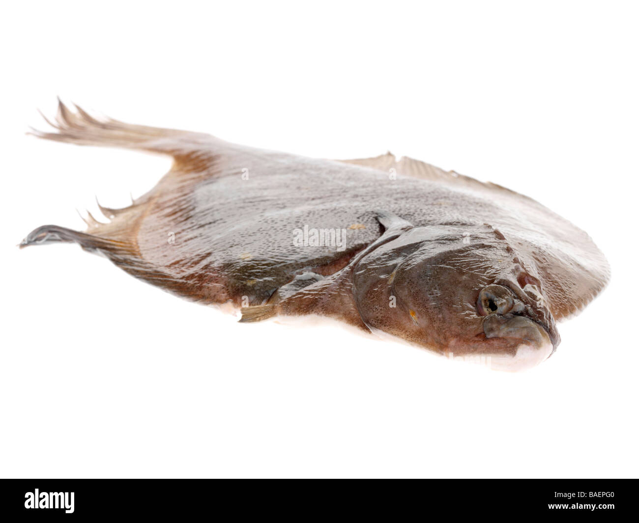 Fresh plaice fish Cut Out Stock Images & Pictures - Alamy