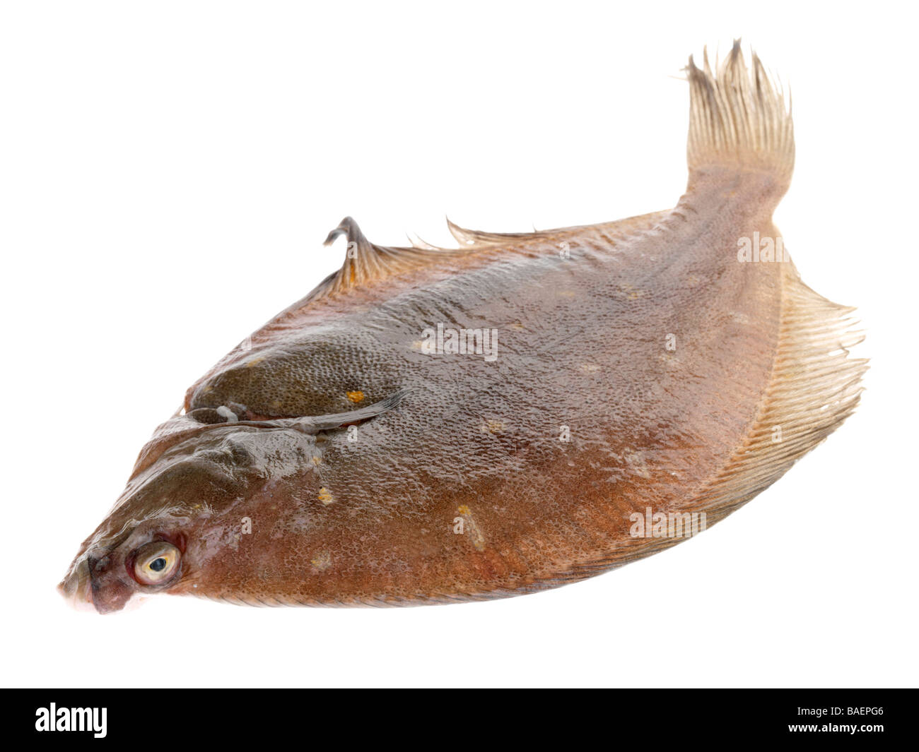 This is the plaice Cut Out Stock Images & Pictures - Alamy