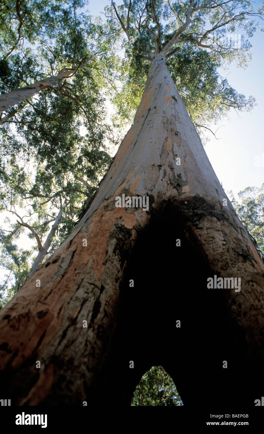 Black tree trunk australia hi-res stock photography and images - Alamy