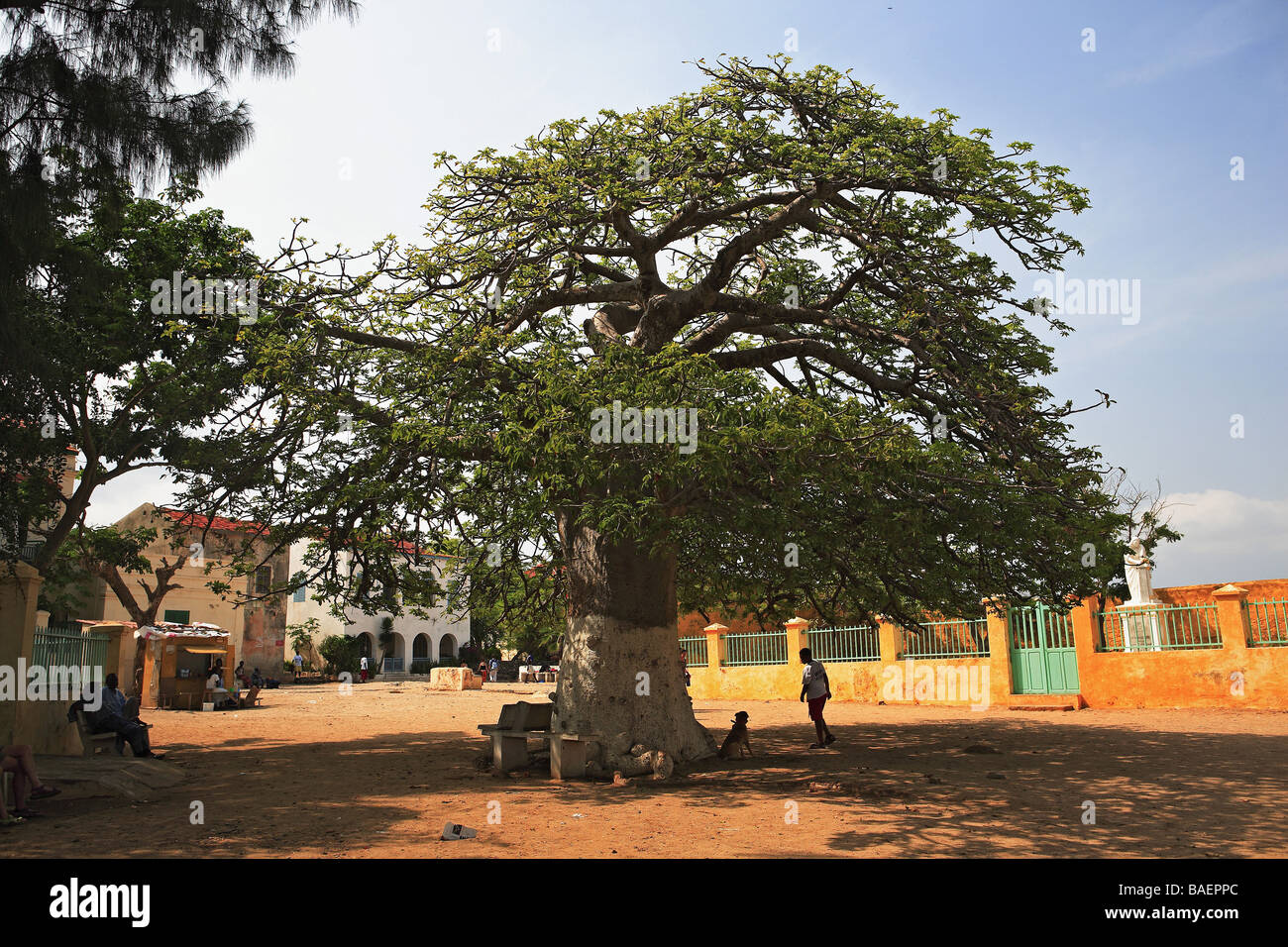 Baobab, Dakar, Republic of Senegal, Africa Stock Photo - Alamy