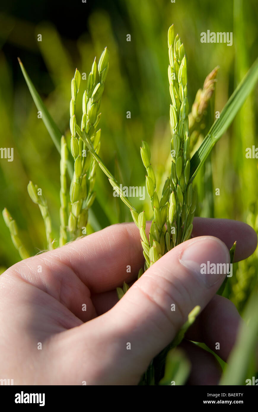 Arkansas rice hi-res stock photography and images - Alamy