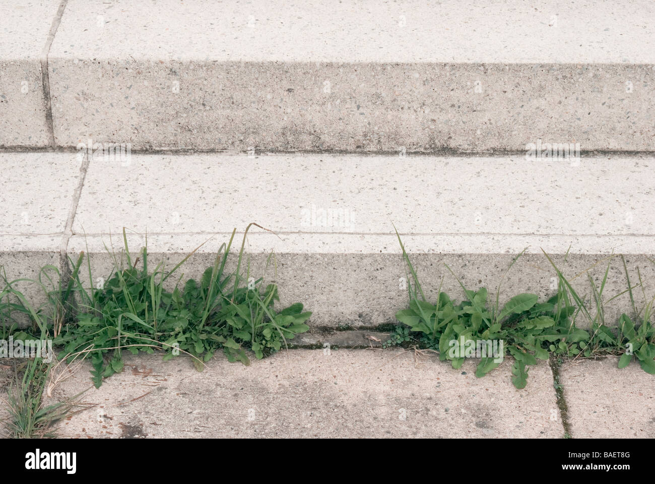 Growing over concrete hi-res stock photography and images - Alamy