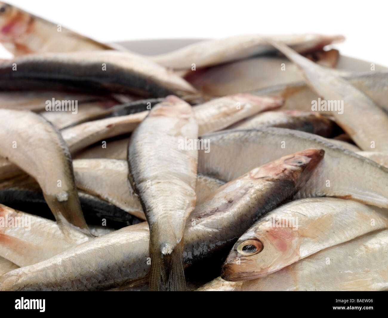 Close Up Image Of Fresh Caught Raw Uncooked Sprats Fish Ready To Cook ...