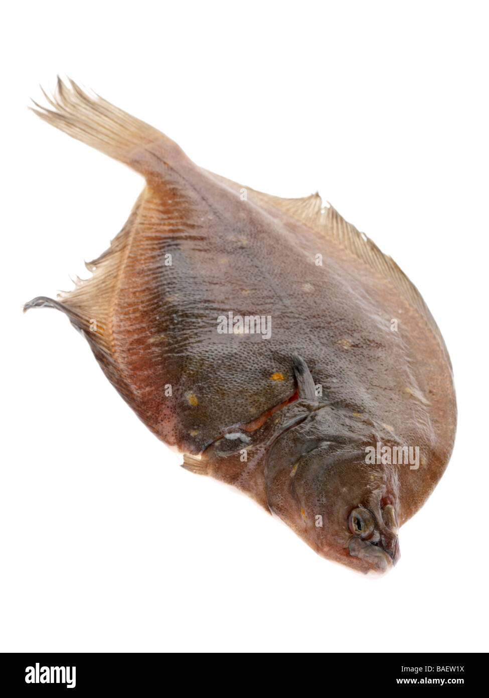 Freshly Caught Raw Uncooked Whole Flat Fish Plaice Isolated Against A ...