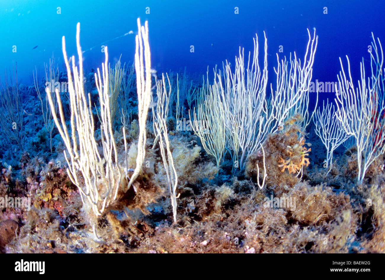 Singularis hi-res stock photography and images - Alamy