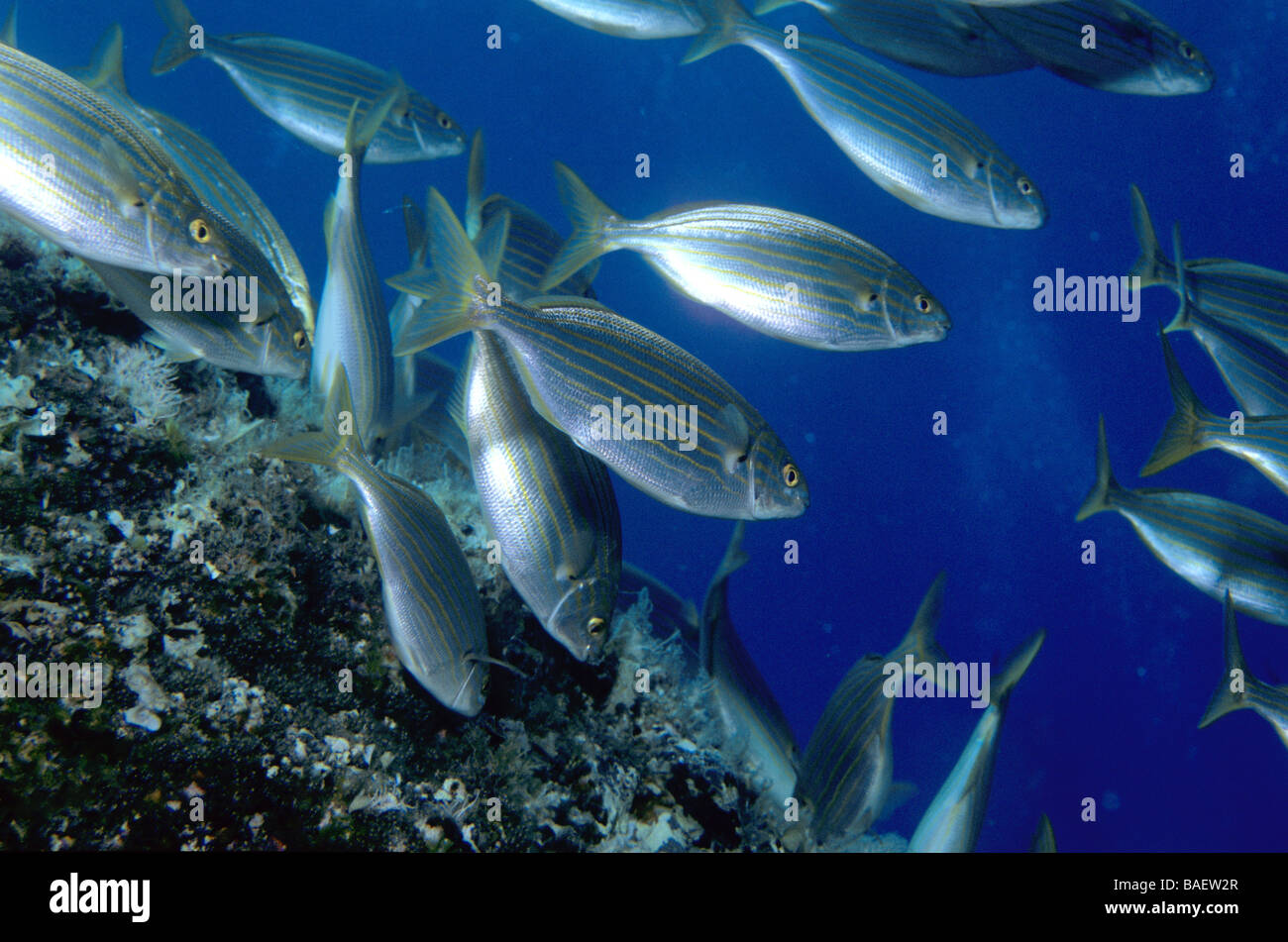Salpa hi-res stock photography and images - Alamy