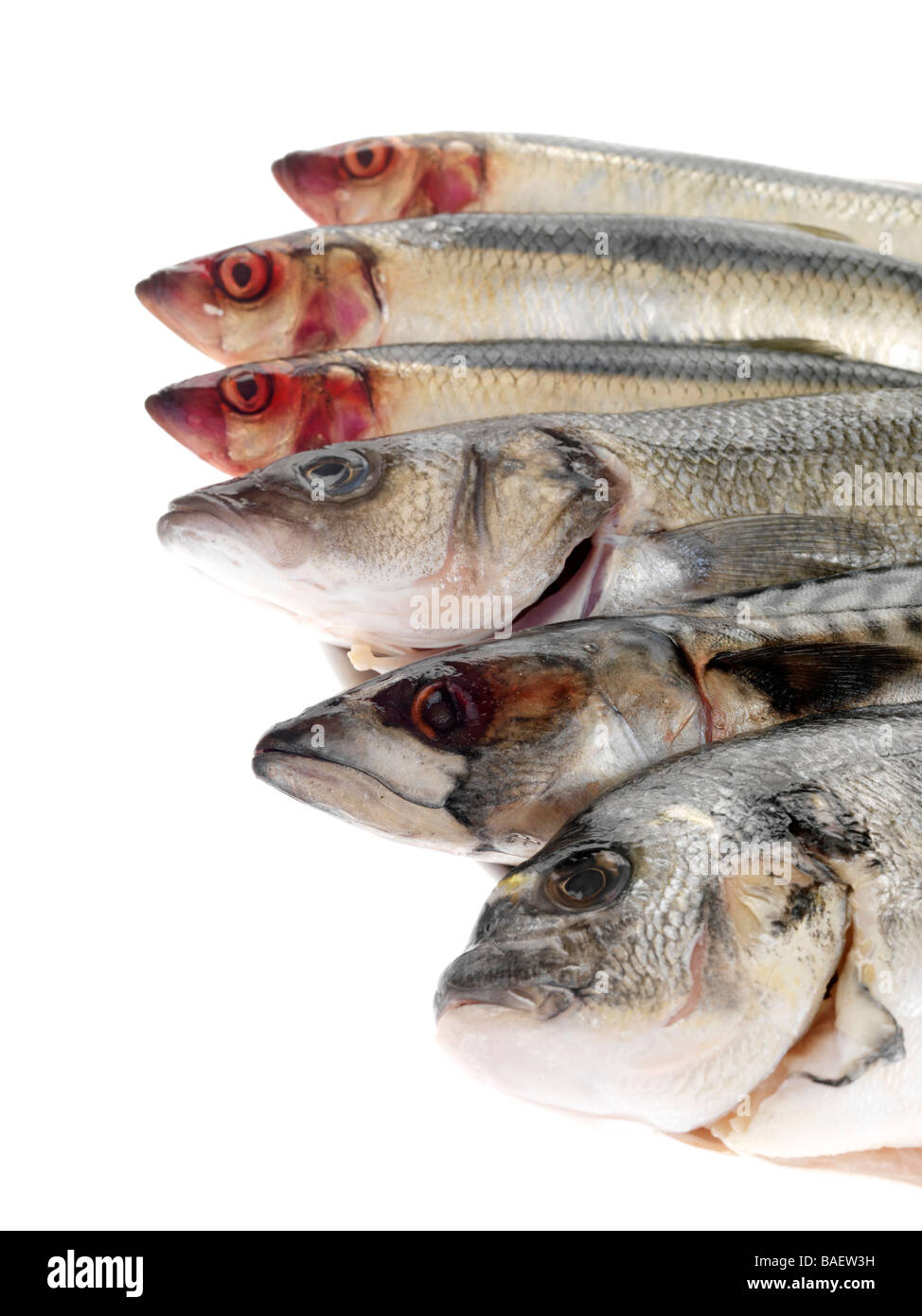 Selection fresh fish including hi-res stock photography and images - Alamy