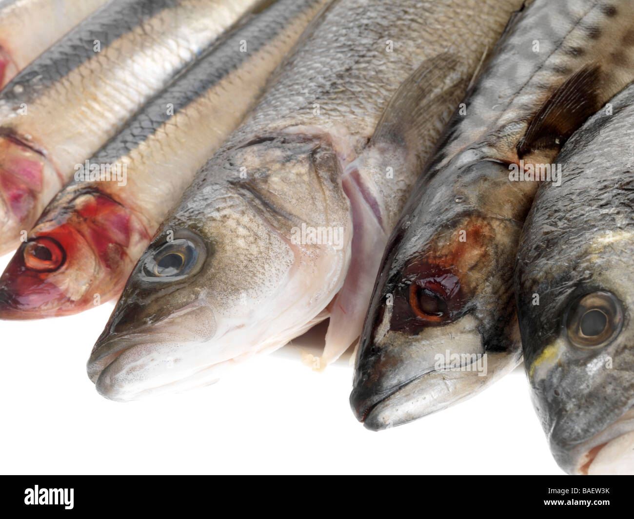 Selection of fishes High Resolution Stock Photography and Images - Alamy