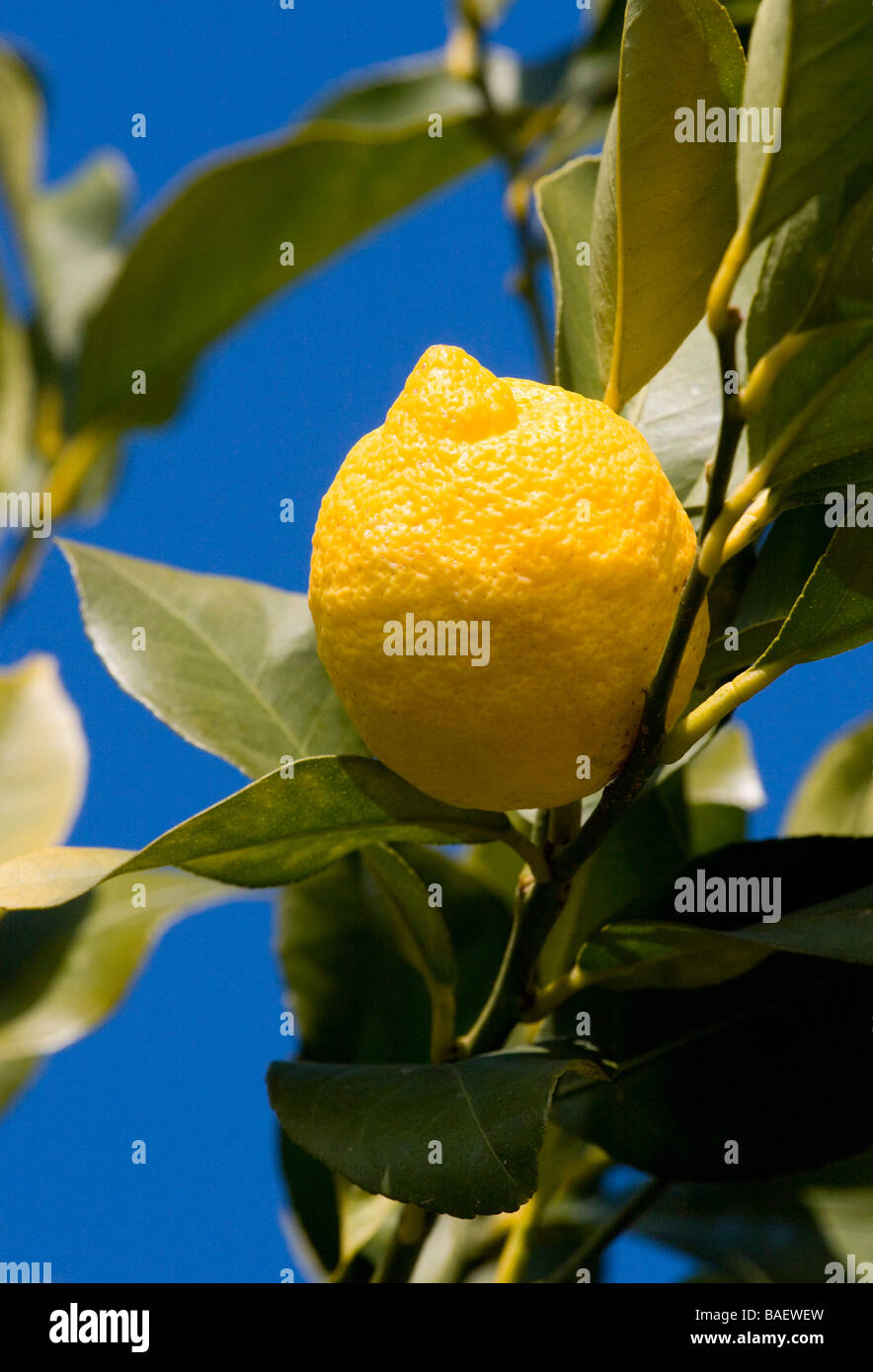 Lemon tree, Riviera di Ponente, Liguria, Italy Stock Photo - Alamy