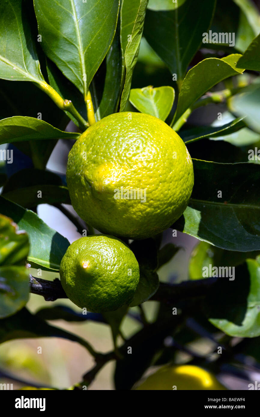 Lemon tree, Riviera di Ponente, Liguria, Italy Stock Photo - Alamy
