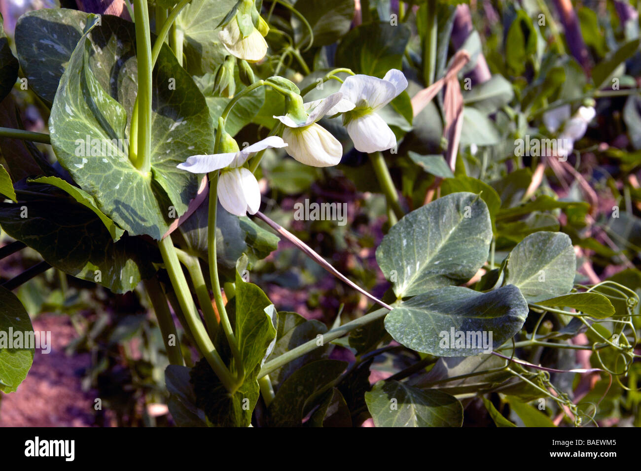Bean plant with flower, Riviera di Ponente, Liguria, Italy Stock Photo ...
