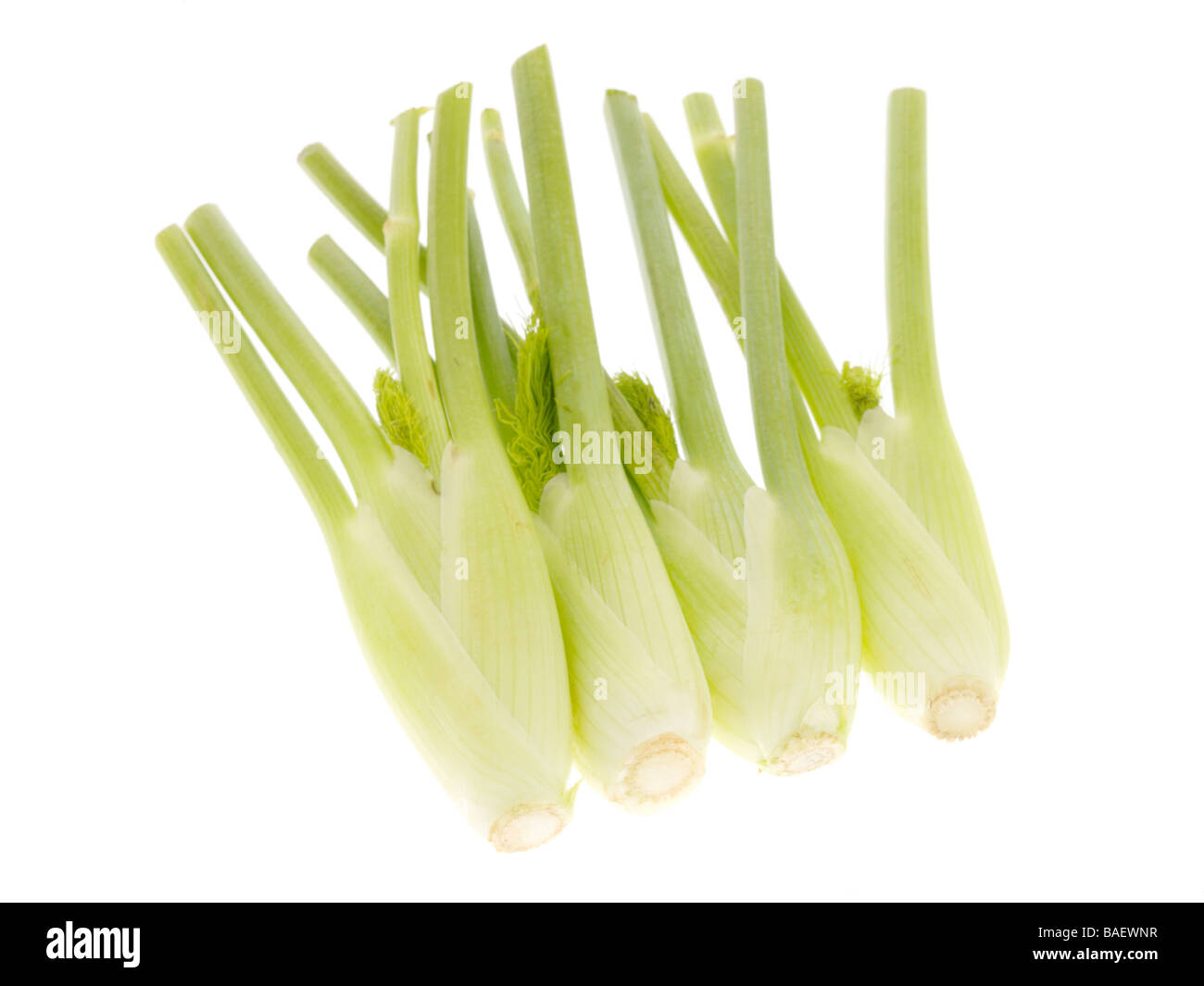 Baby fennel hi-res stock photography and images - Alamy