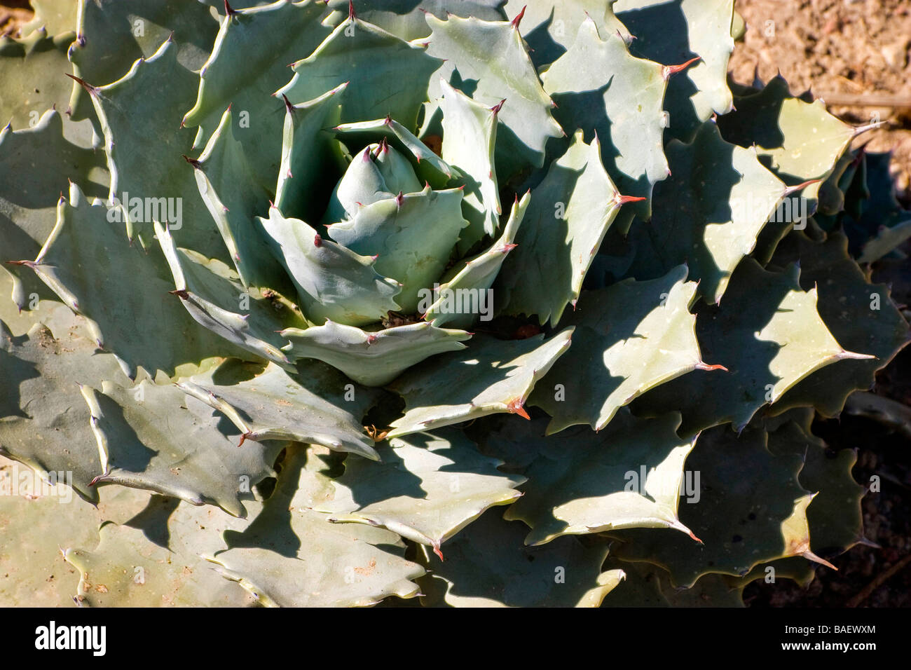 Agavaceae, Villa Hanbury, La Mortola, Ventimiglia, Liguria, Italy Stock ...