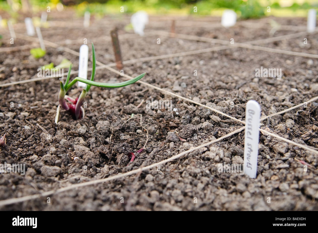 Small vegetable plot uk hi-res stock photography and images - Alamy