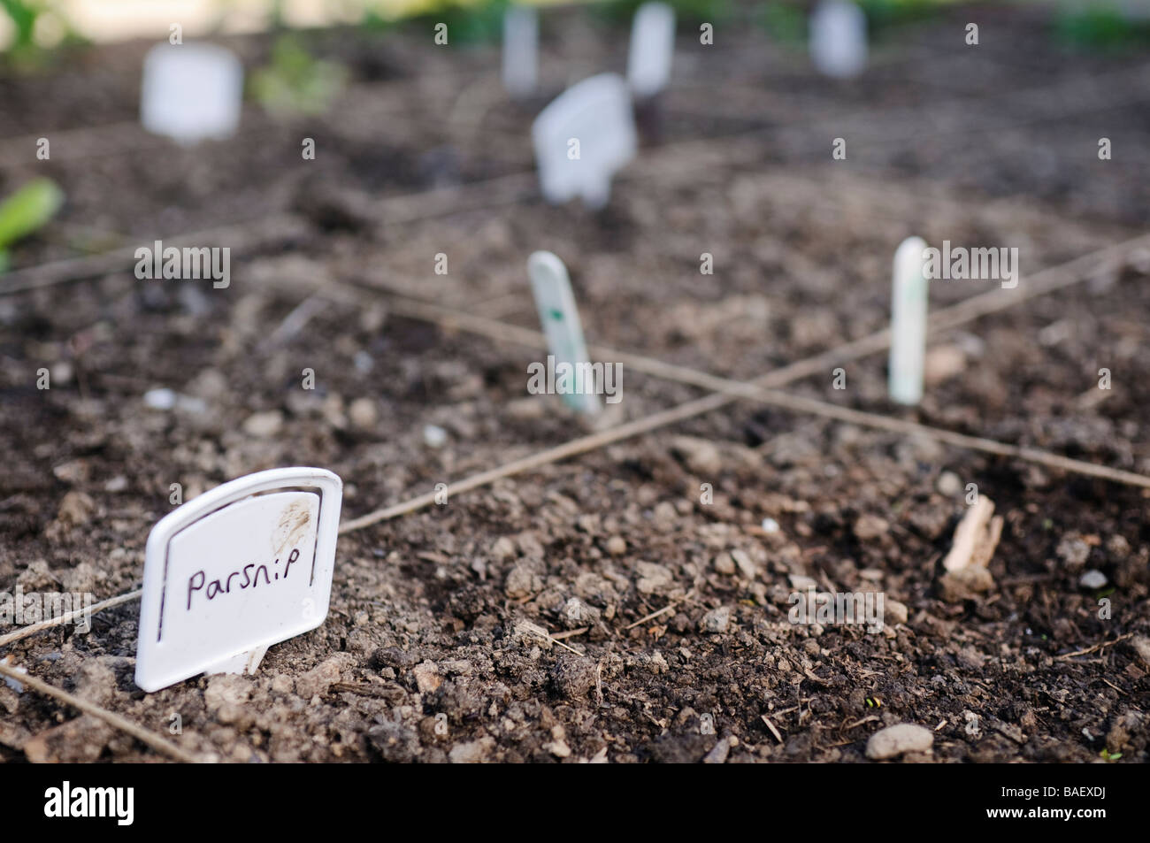 Small vegetable garden marked out with string Stock Photo - Alamy