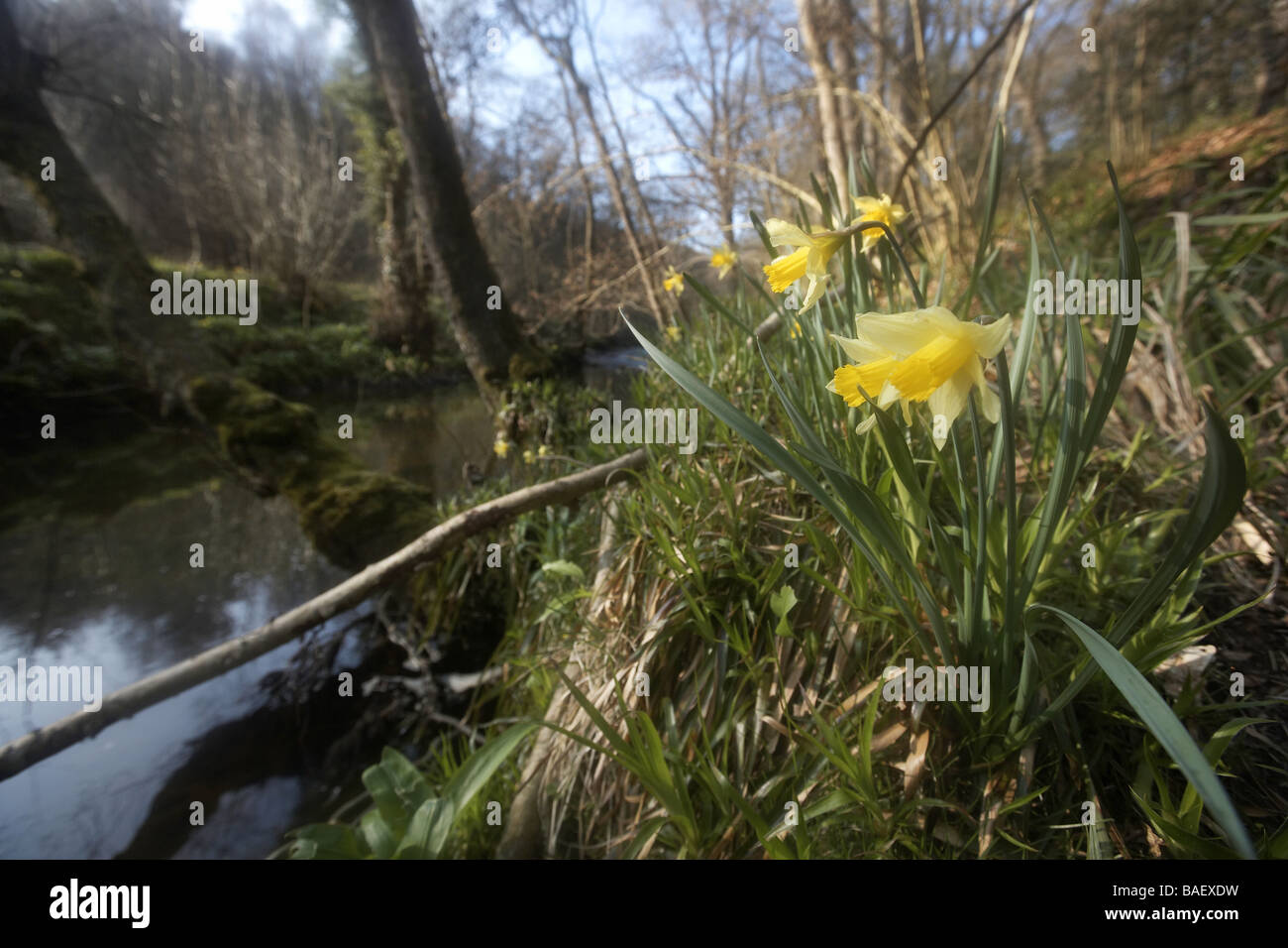 Wild daffodils Narcissus pseudonarcissus of Farndale growing next to ...