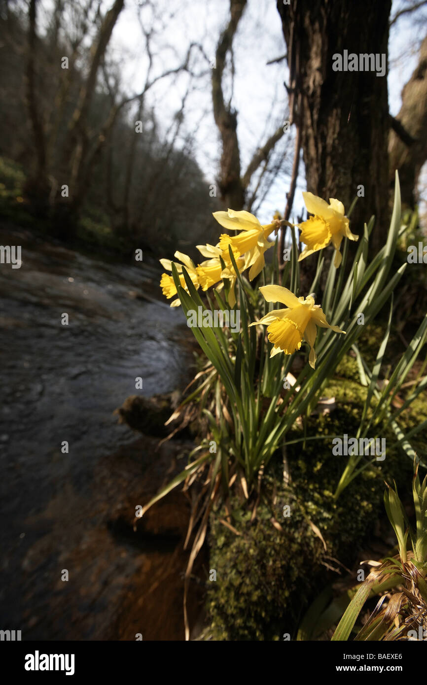 Wild daffodils Narcissus pseudonarcissus of Farndale growing next to ...