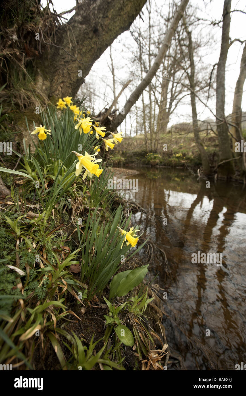 Wild daffodils Narcissus pseudonarcissus of Farndale UK Stock Photo - Alamy
