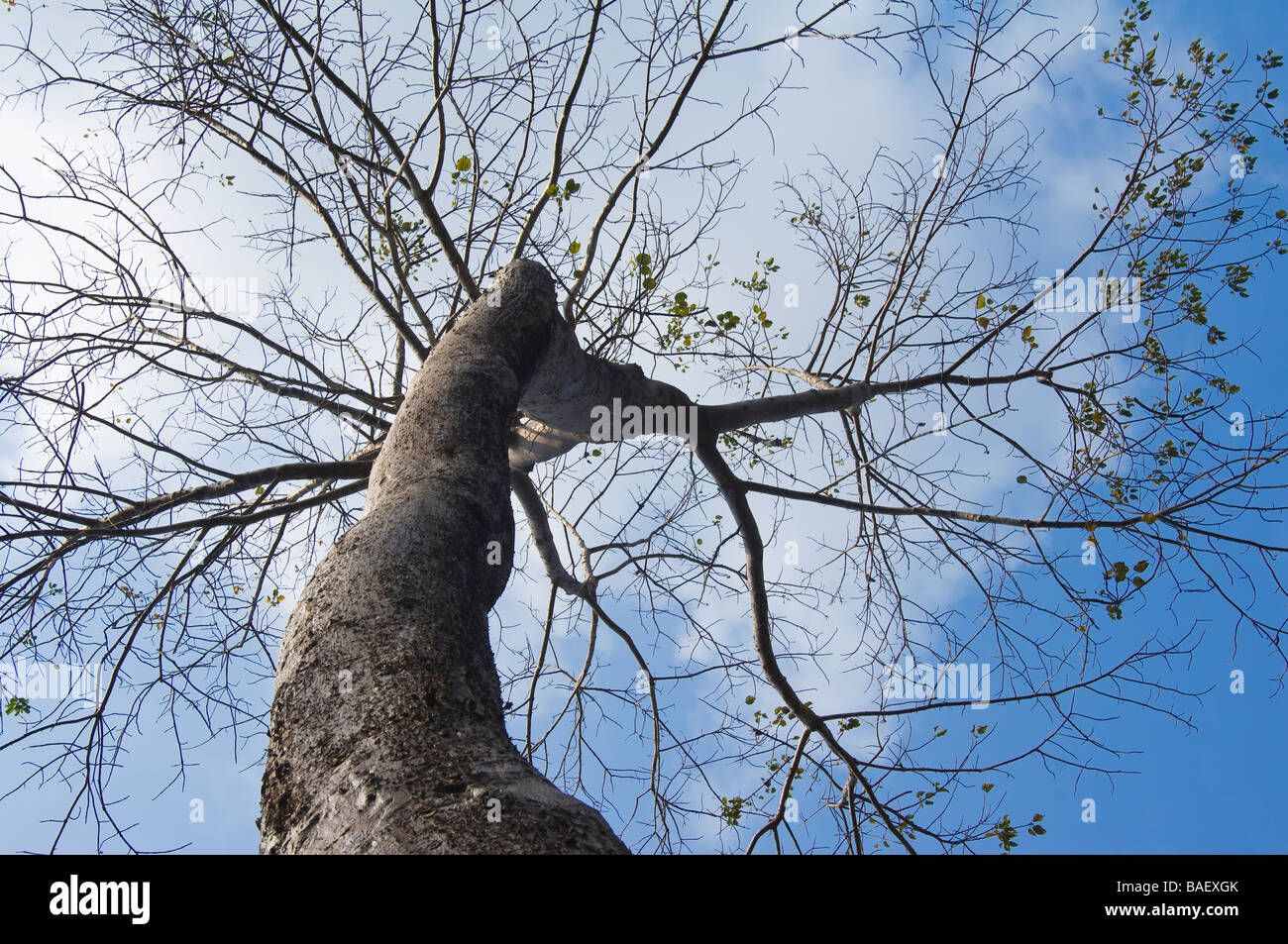 Indochina kapok trees hi-res stock photography and images - Alamy