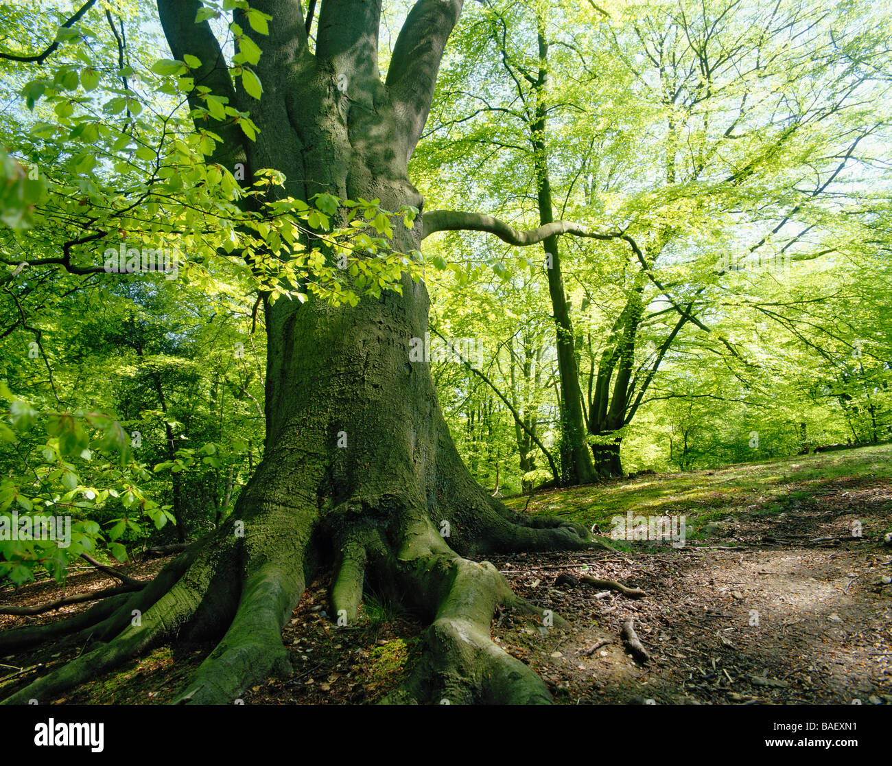 Epping essex hi-res stock photography and images - Alamy