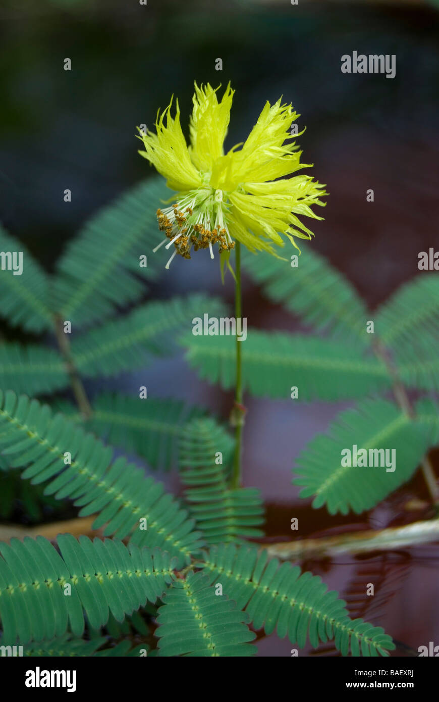 NEPTUNIA OLERACEA, Water Mimosa Stock Photo - Alamy