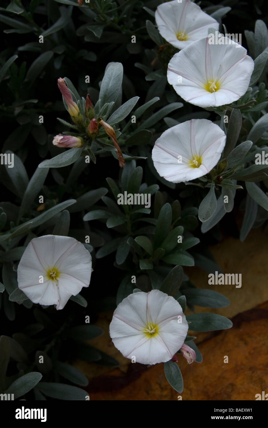 Convolvulus cneorum, Silverbush Stock Photo - Alamy