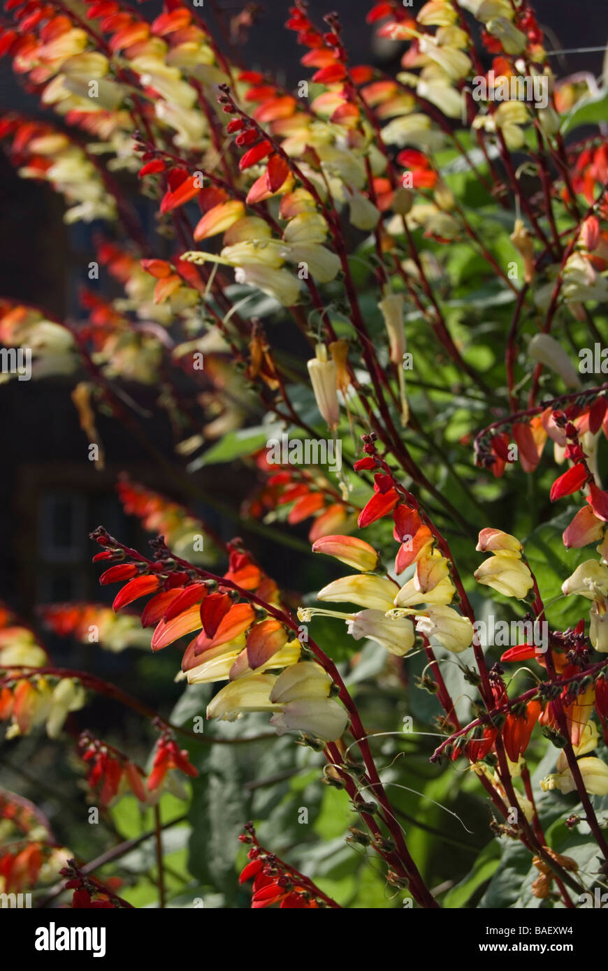 Ipomoea lobata hi-res stock photography and images - Alamy