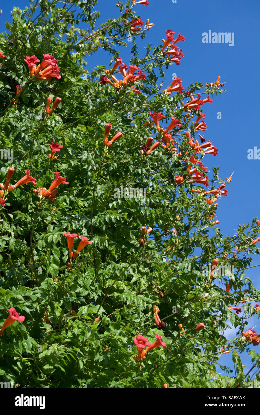 Campsis radicans, Trumpet vine Stock Photo - Alamy