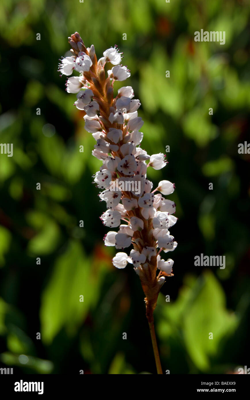 Persicaria affinis hi-res stock photography and images - Alamy